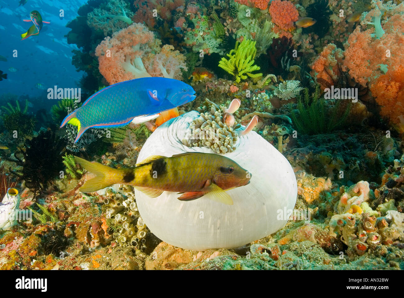 Reef scenic with colorful reef fishes and magnificient sea anemone ...