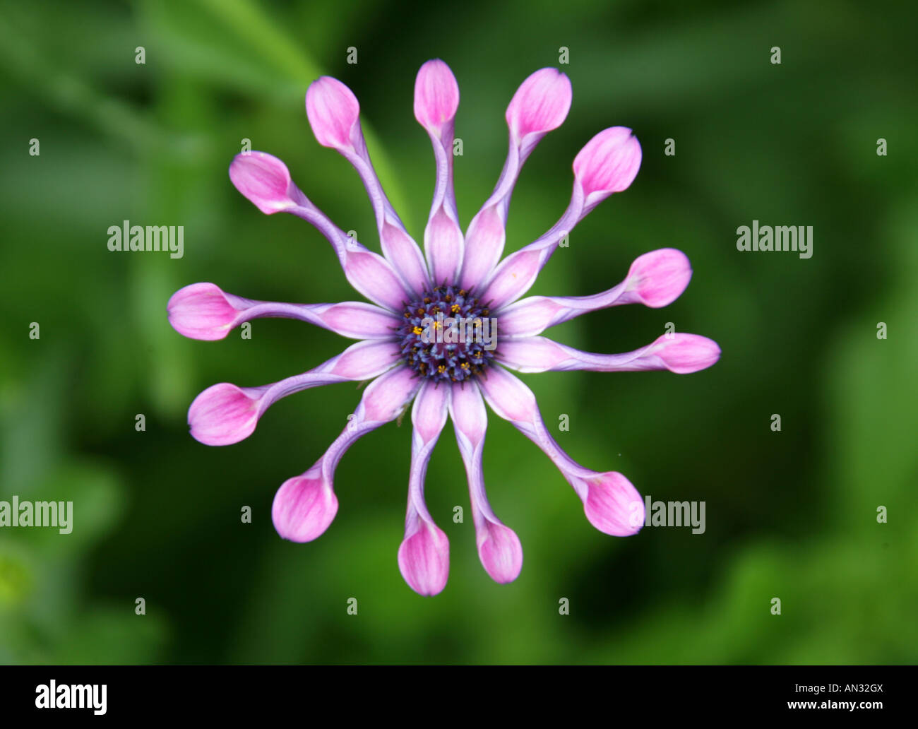 Spoon Daisy, Osteospermum Pink Whirls Stock Photo - Alamy