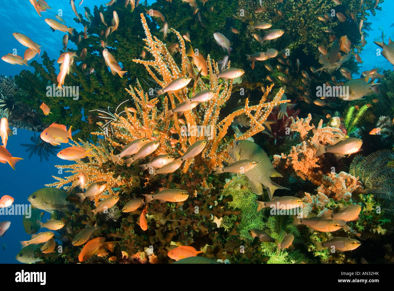Reef scenic with anthias and cardinalfishes Komodo National Park ...