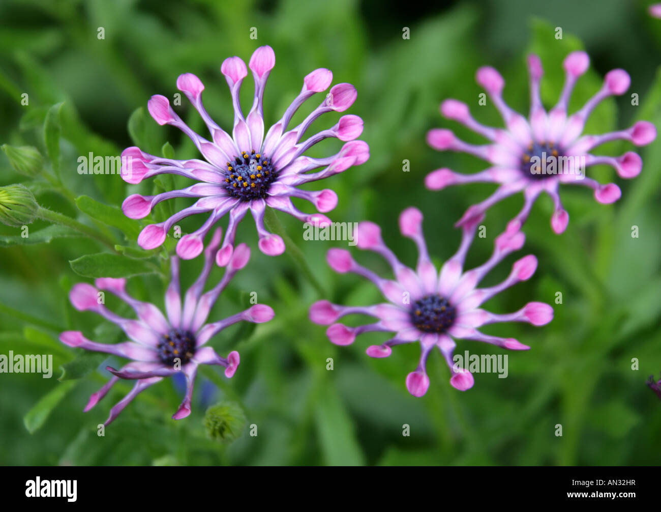Spoon Daisy, Osteospermum Pink Whirls Stock Photo - Alamy