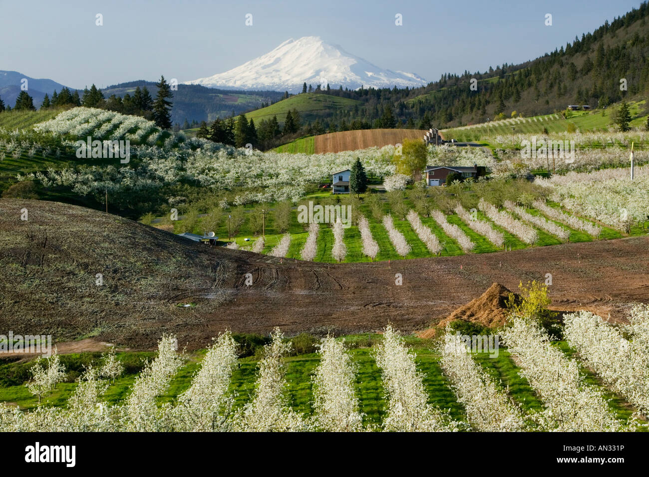 Mount Adams barn and blooming pear orchard Hood River Valley Oregon ...