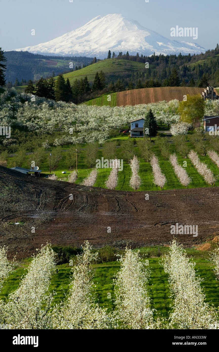 Orchard theme hi-res stock photography and images - Alamy