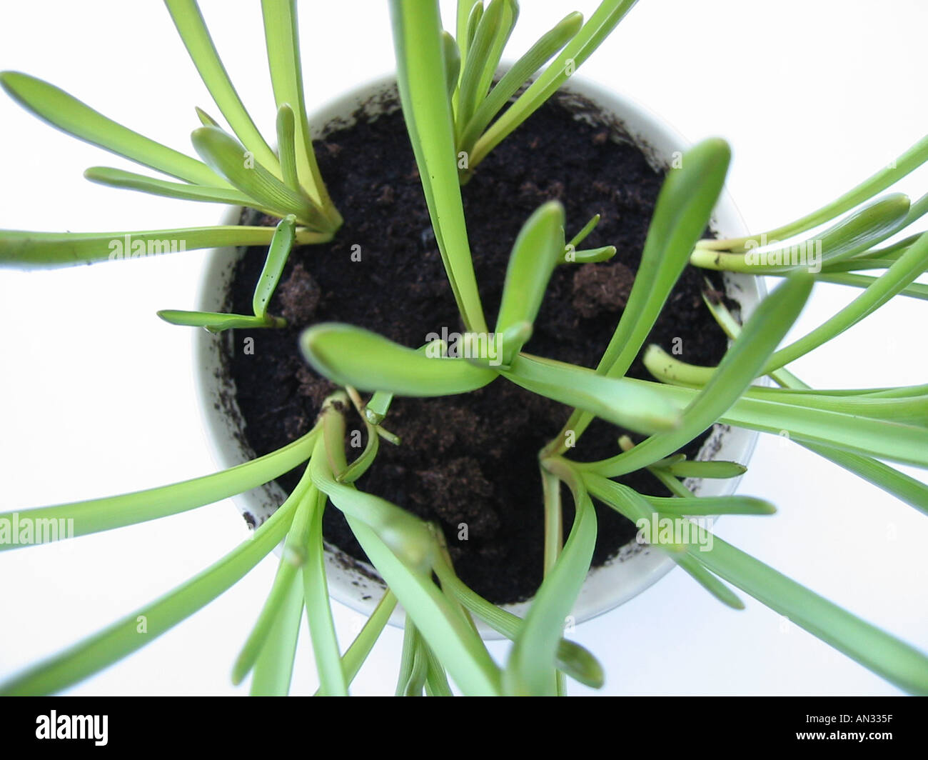 Aerial view of plant pot hi-res stock photography and images - Alamy