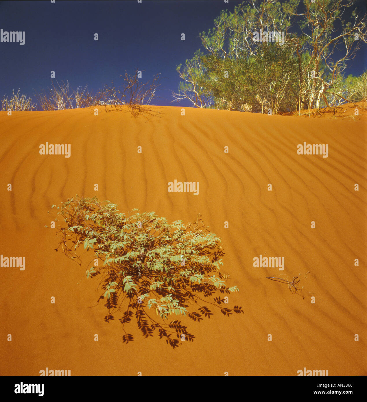 Red Sand Patterns Of The Australia Australian Outback Stock Photo - Alamy