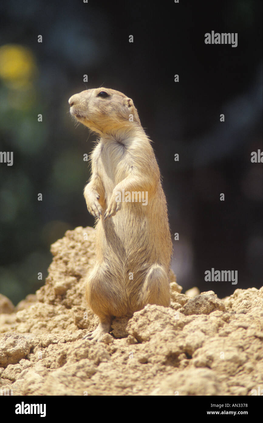 Gopher mound hi-res stock photography and images - Alamy