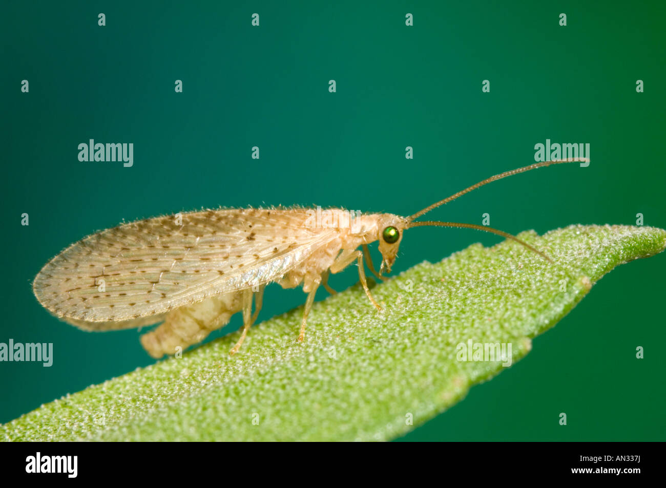 Australian lacewing hi-res stock photography and images - Alamy