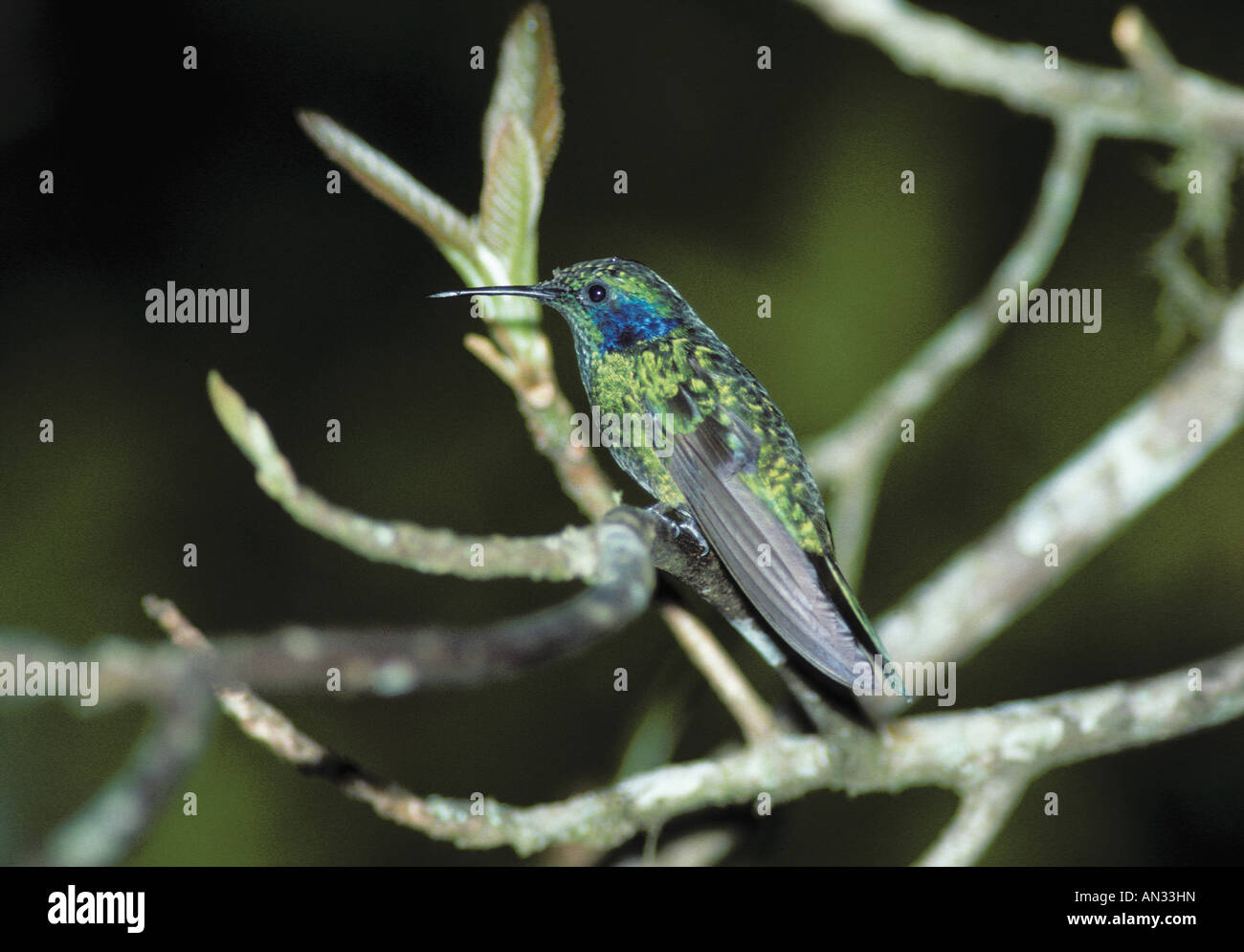 Colibri verde colibri thalassinus hi-res stock photography and images ...