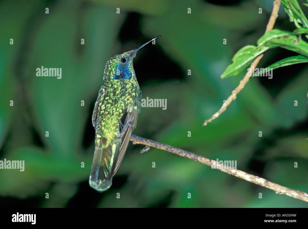 Lesser Violetear Colibri cyanotus Monte Verde, COSTA RICA March Adult ...