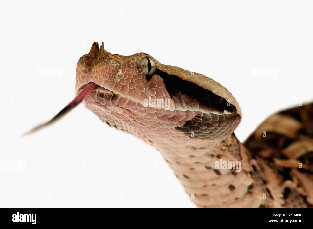 Gaboon viper Bitis gabonica rhinocerus West Africa Stock Photo - Alamy