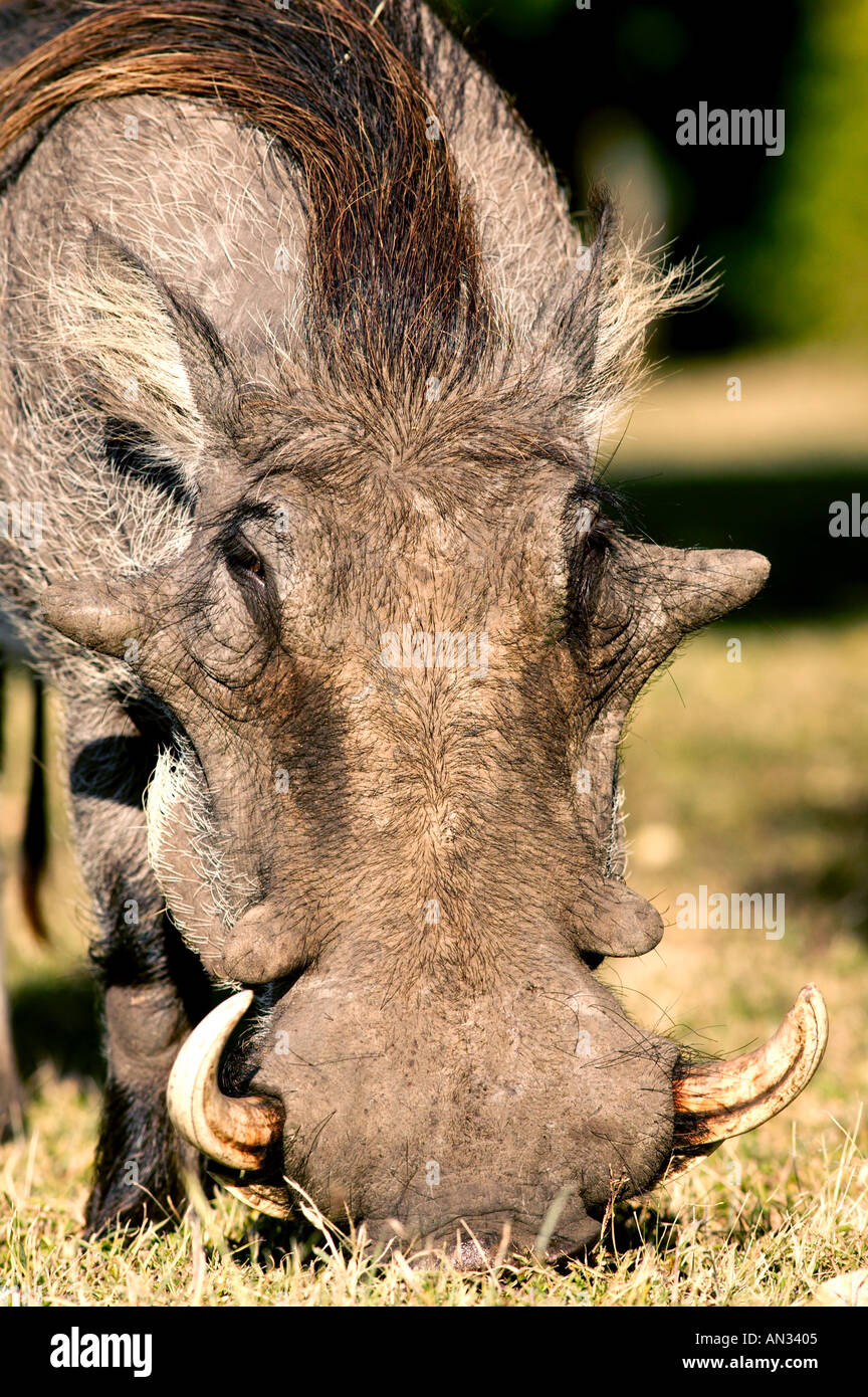 Warthog Phacochoerus aethiopicus Grazing on short grass Kenya ...