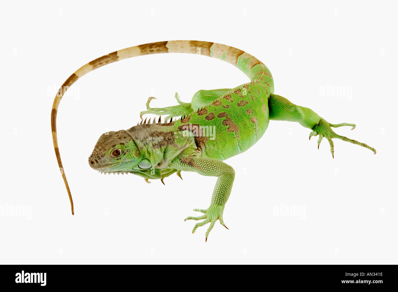 Common green iguana Iguana iguana Central and South America Stock Photo ...