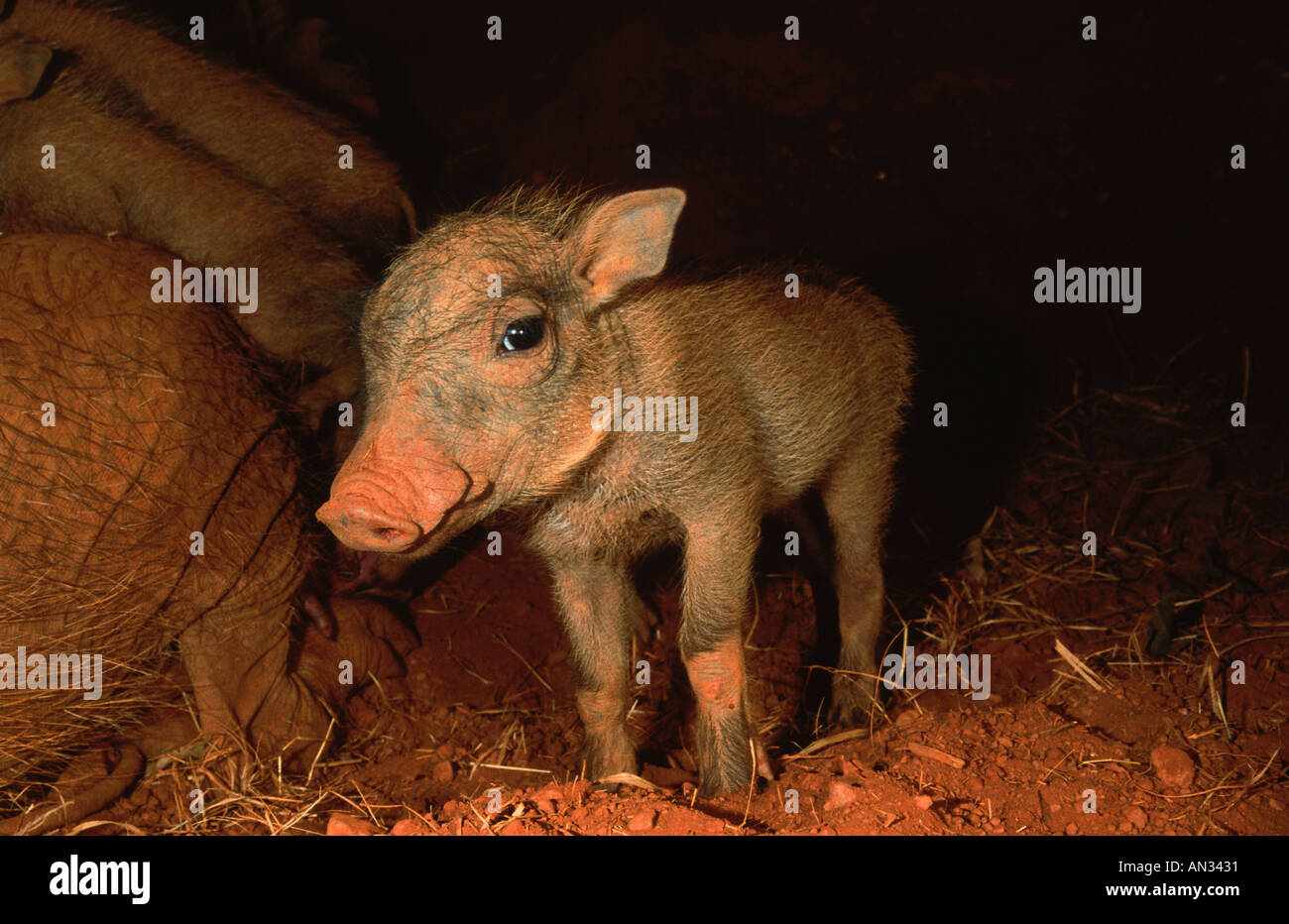 Warthog Phacochoerus aethiopicus Mother with young piglets in ...