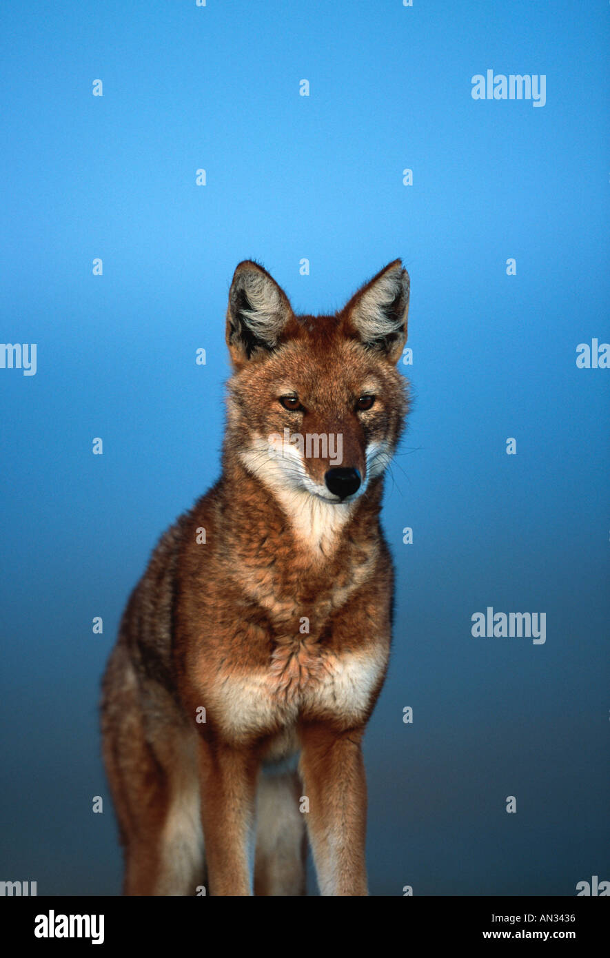 Ethiopian Wolf Canis simensis Critically endangered Bale Mountains ...