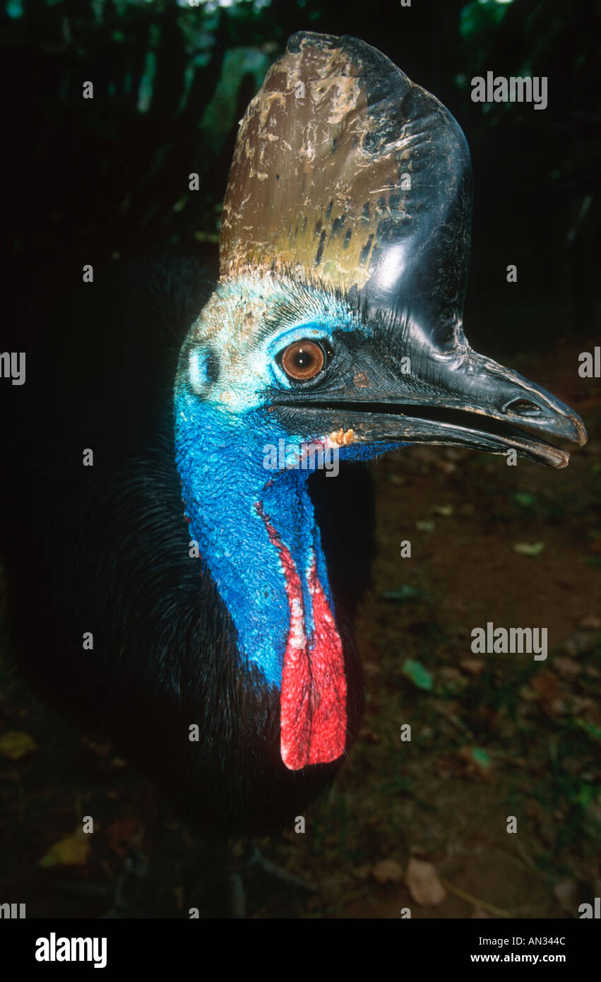 Cassowary Casuarius casuarius Australia Australia New Guinea Stock ...