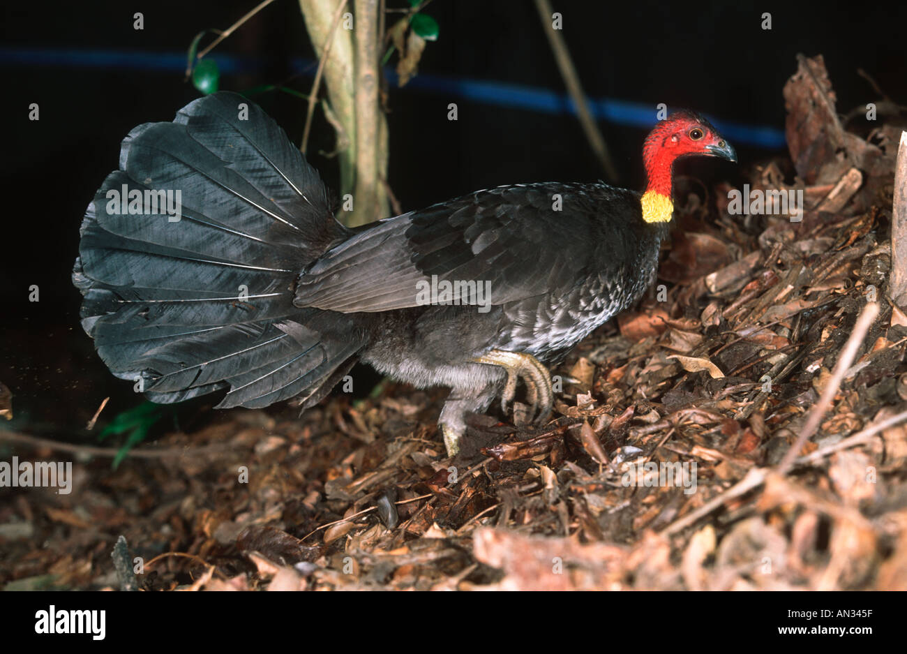 Medium sized australian bird hi-res stock photography and images - Alamy