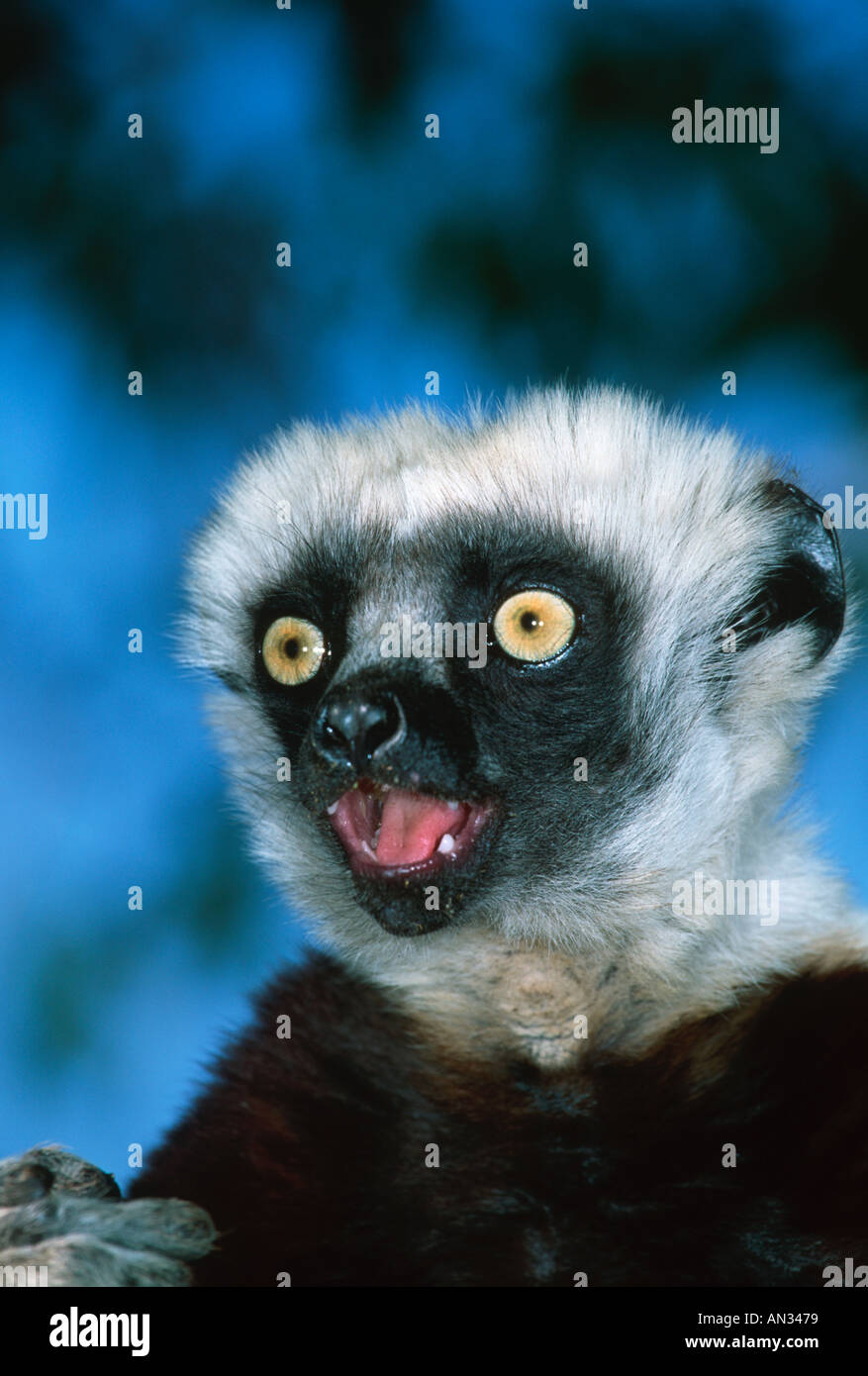 Propithecus verreauxi coquereli hi-res stock photography and images - Alamy