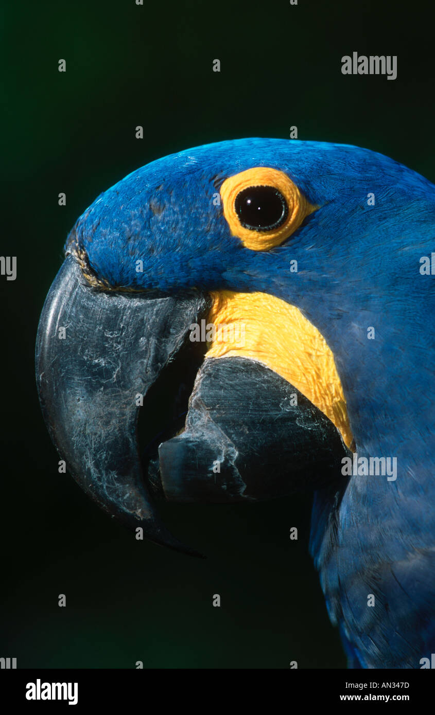 Hyacinth macaw Anodorhynchus hyacinth Worlds largest parrot Endangered ...