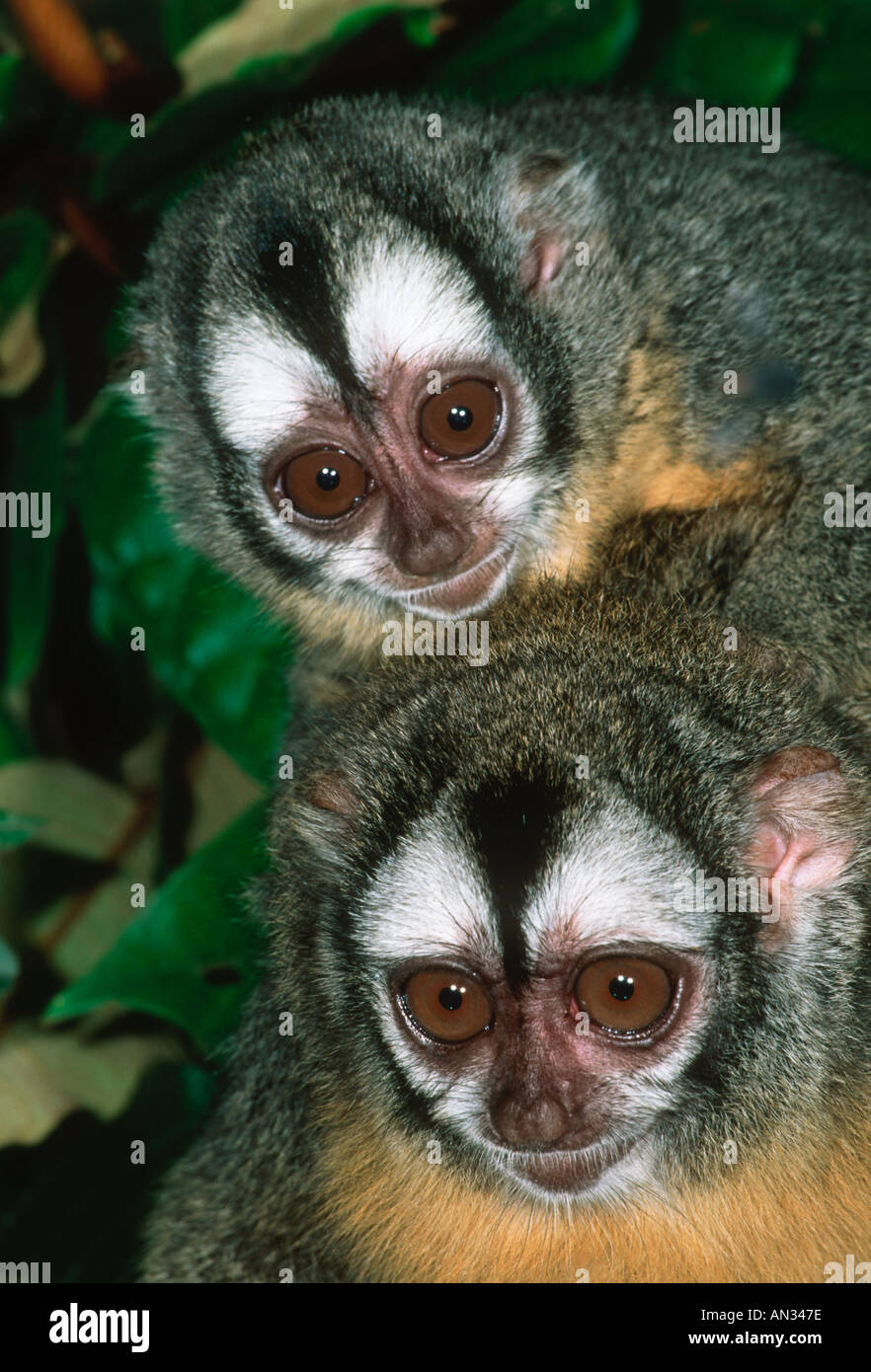 Red necked night monkey Aotus nigriceps Only nocturnal monkey ...