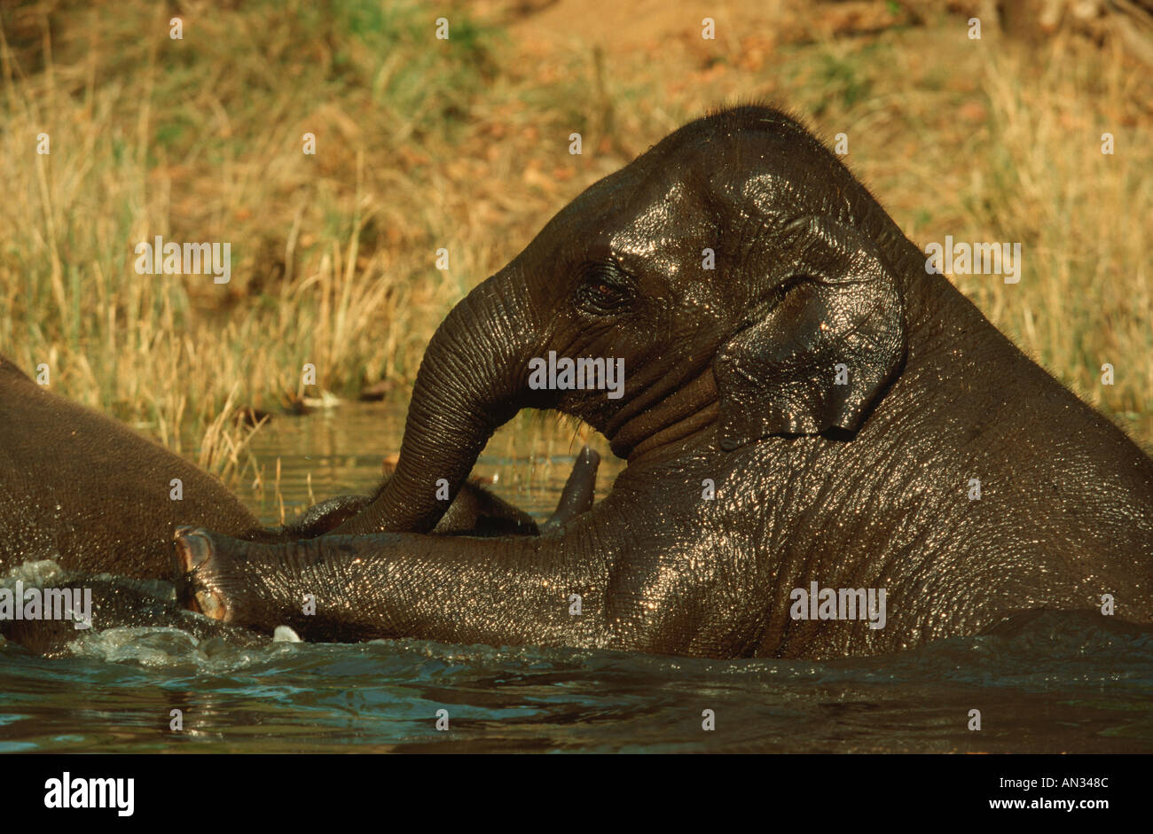 Water play park india hi-res stock photography and images - Alamy