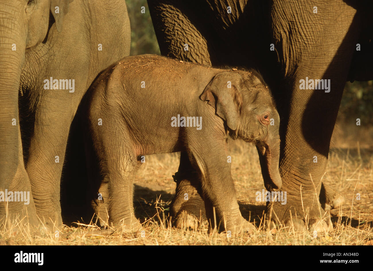 Indian Elephant Elephus maximus Asian elephant Baby with mother Kahna ...