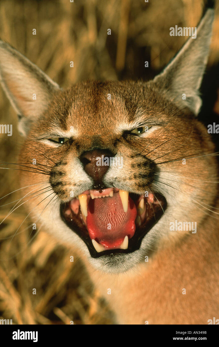 Caracal Felis caracal Snarling Africa to India Stock Photo - Alamy