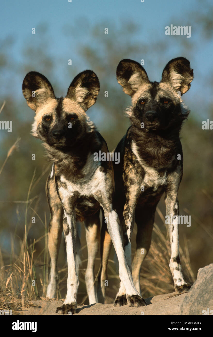African Wild Dog Lycaon pictus Endangered Sub Saharan Africa Stock ...