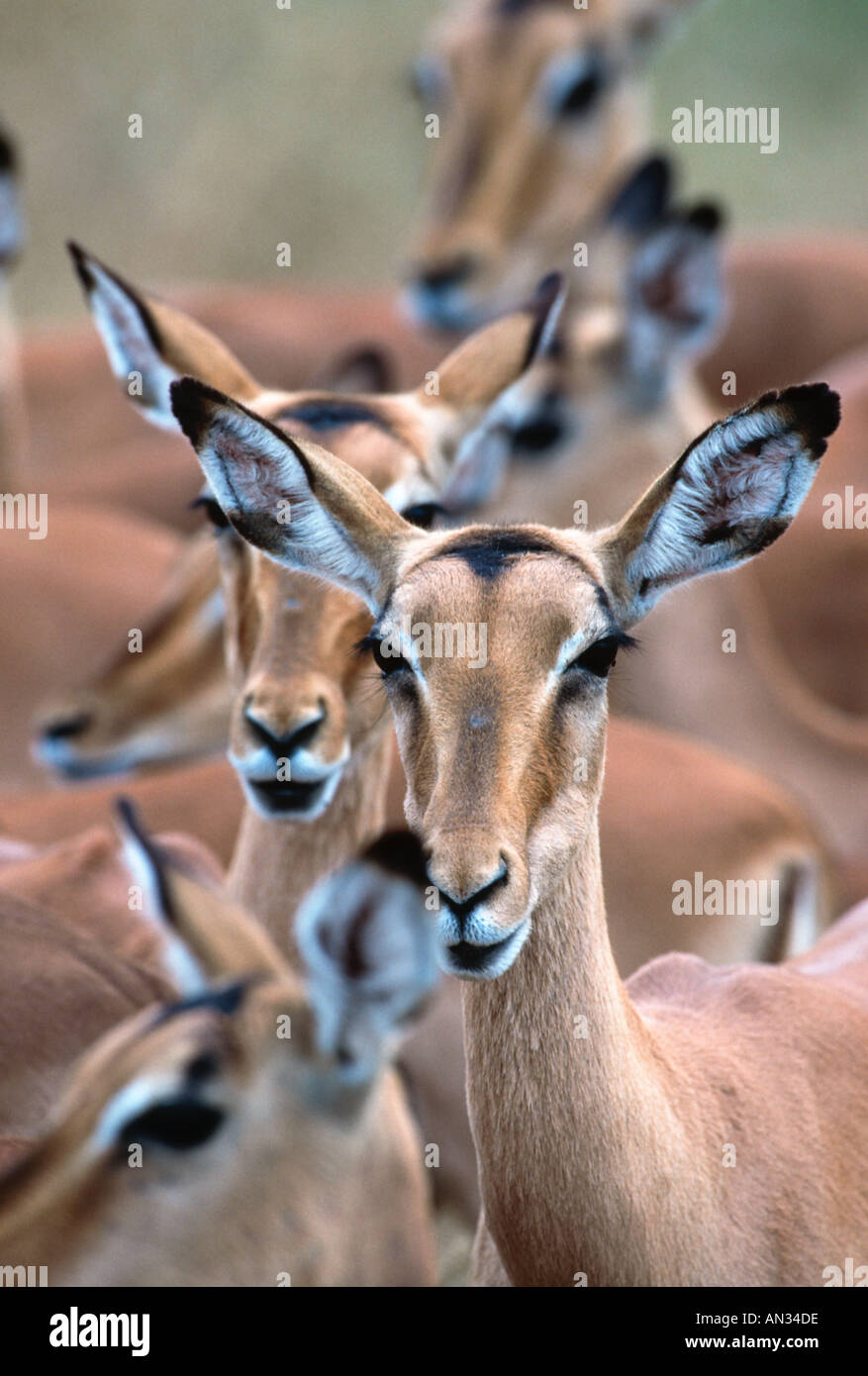 Impala Aepyceros melampus Female Distribution Southern Eastern Africa ...