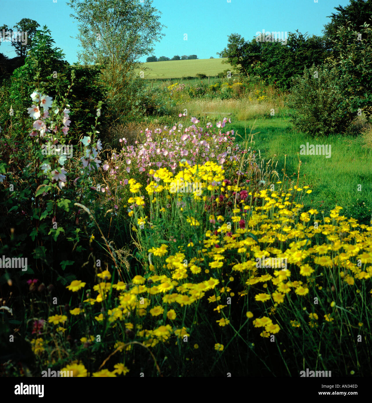 Wild flowers in a English country garden Wiltshire England Stock Photo ...