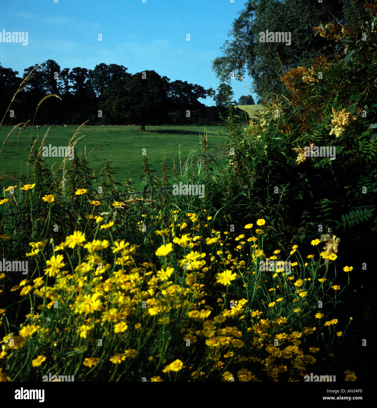 Wild flowers in a English country garden Wiltshire England Stock Photo ...