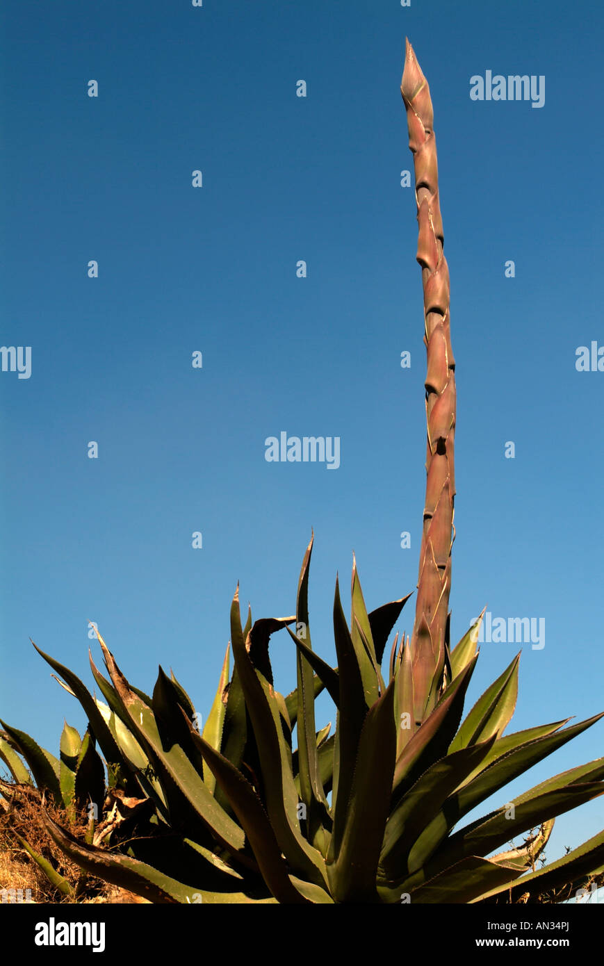 Agave cactus flower spike rising into a clear blue sky Stock Photo - Alamy