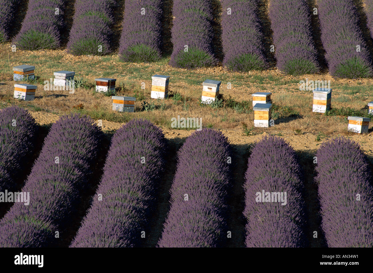 Lavender fields, Provence, France Stock Photo - Alamy