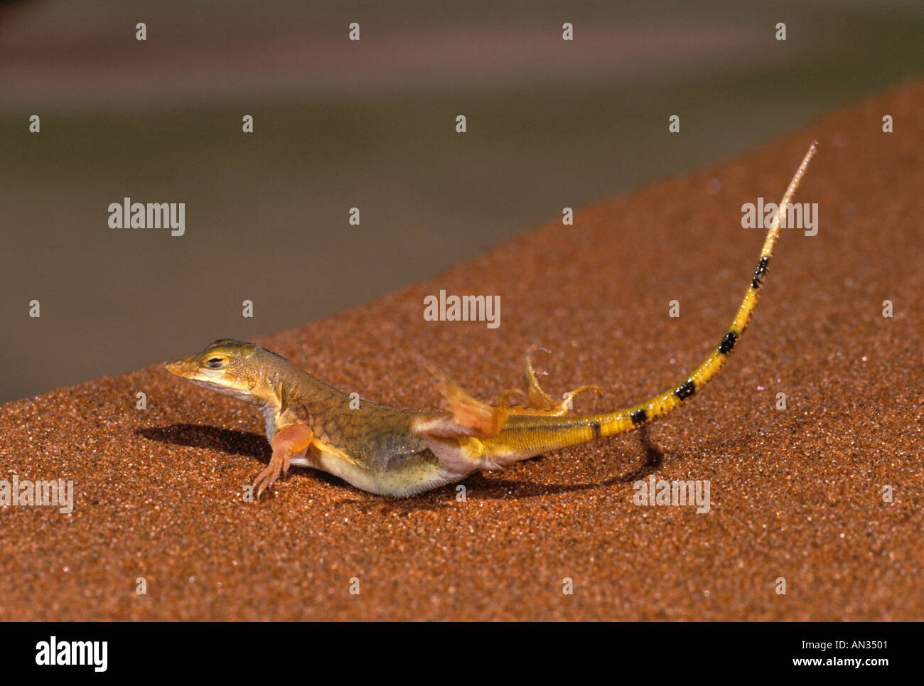 Shovel snouted lizard Aporosaura anchietae Thermal dance to prevent ...