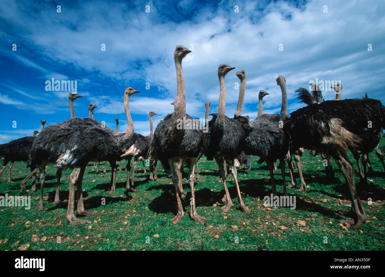Ostrich Struthio camelus Flock of females Africa Arabia Stock Photo - Alamy