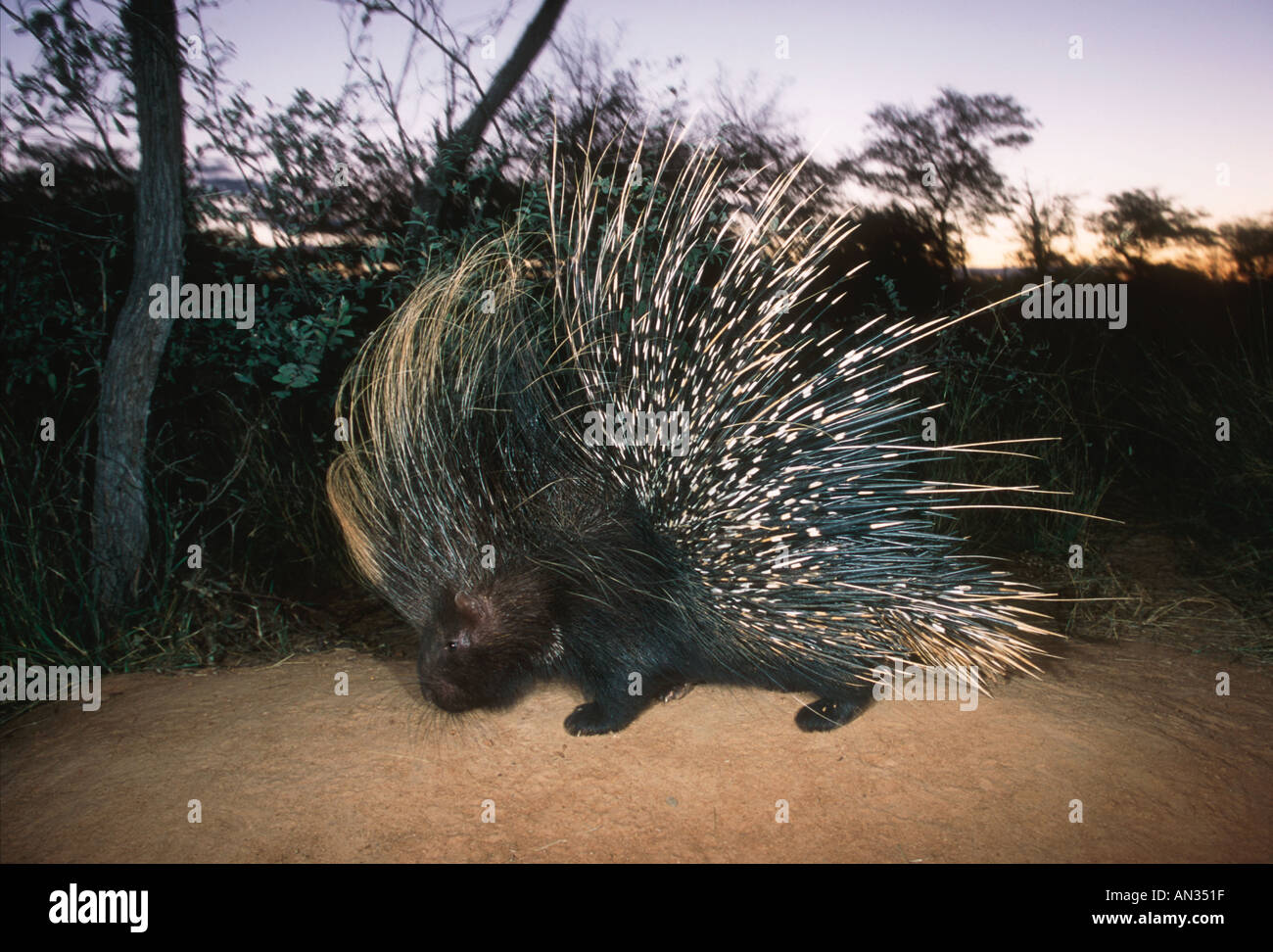Porcupine Hystrix africaeaustralis Africa largest rodent Namibia ...
