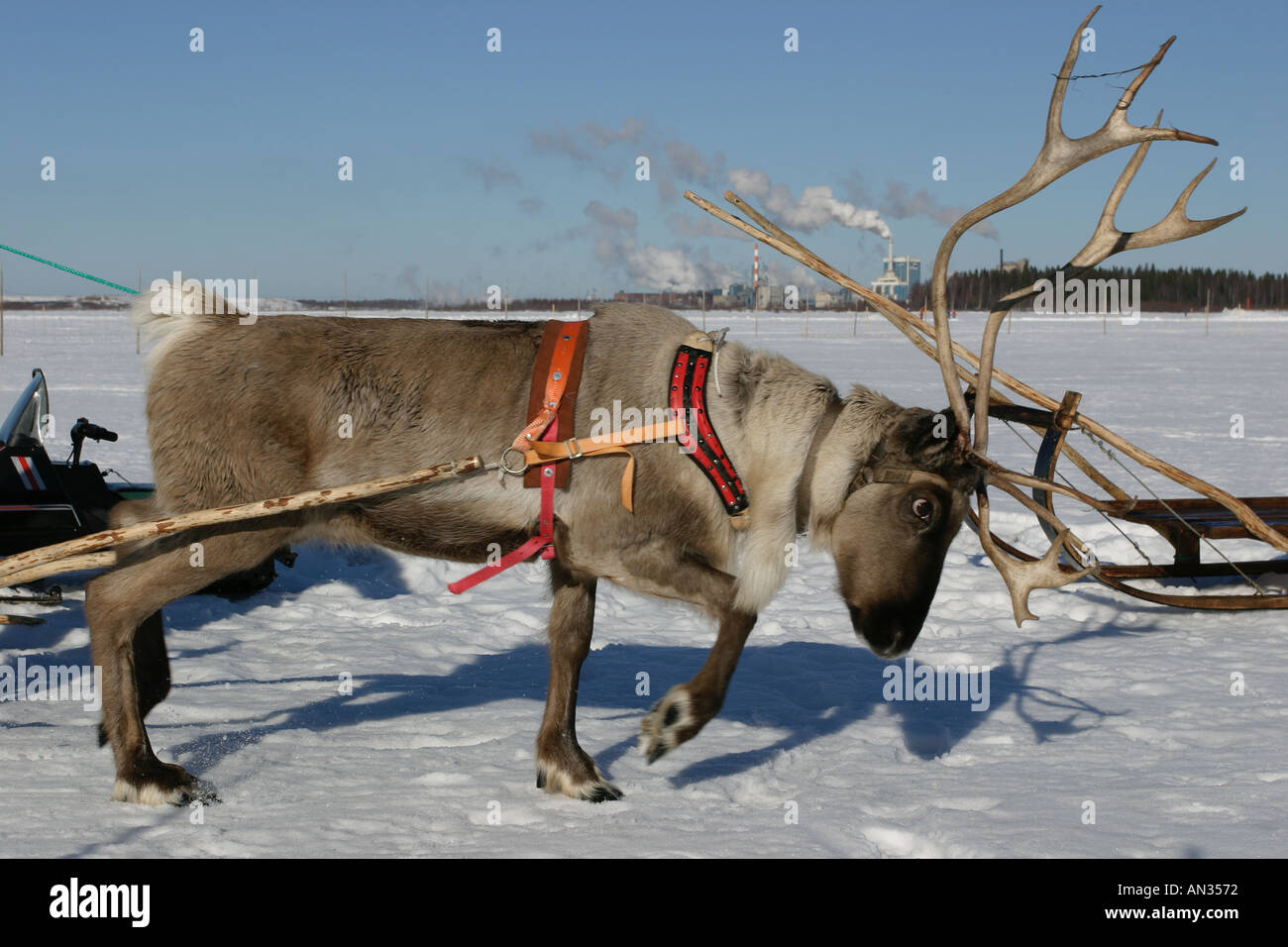 Tamed reindeer hi-res stock photography and images - Alamy