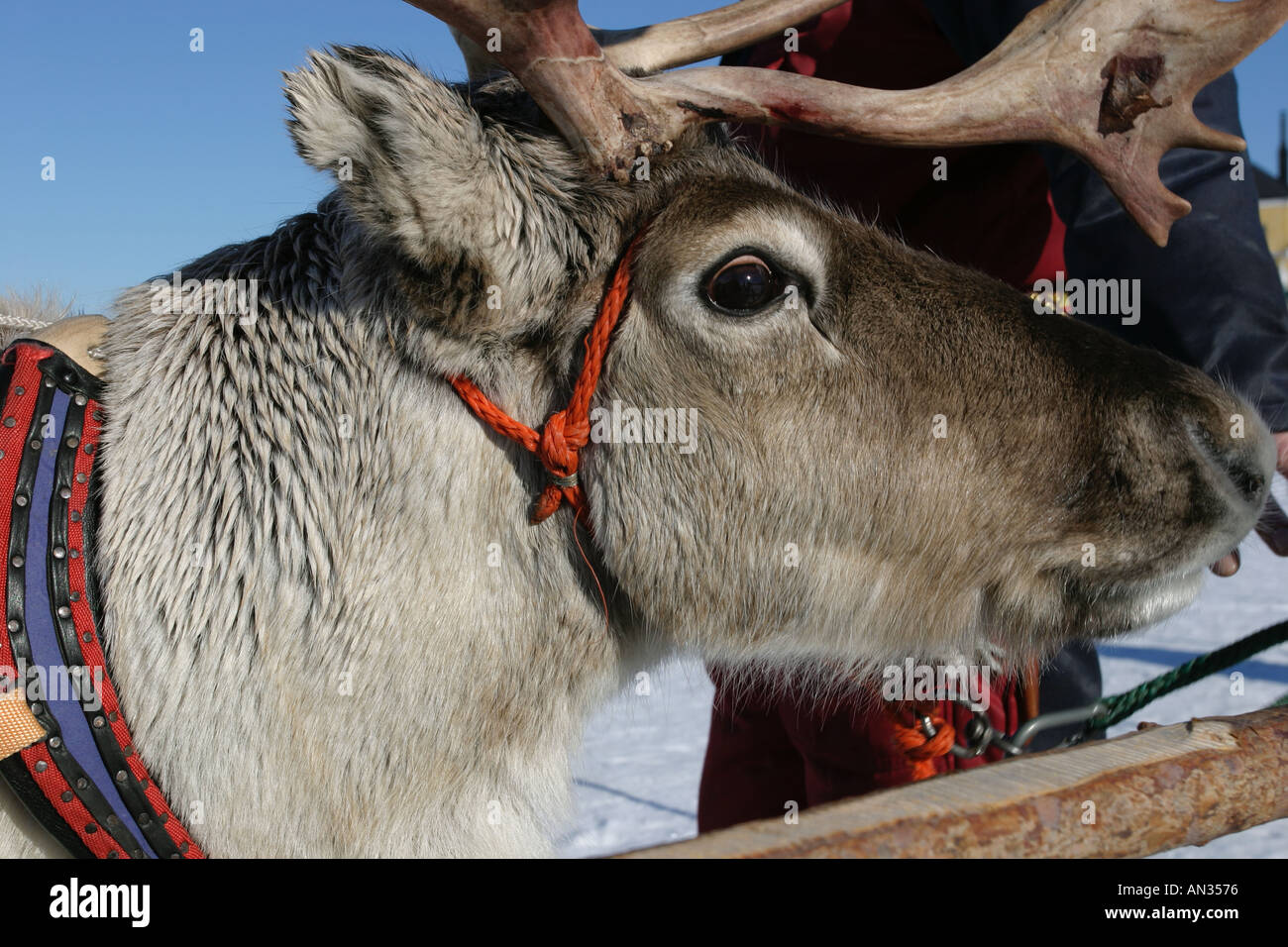 Tamed reindeer hi-res stock photography and images - Alamy