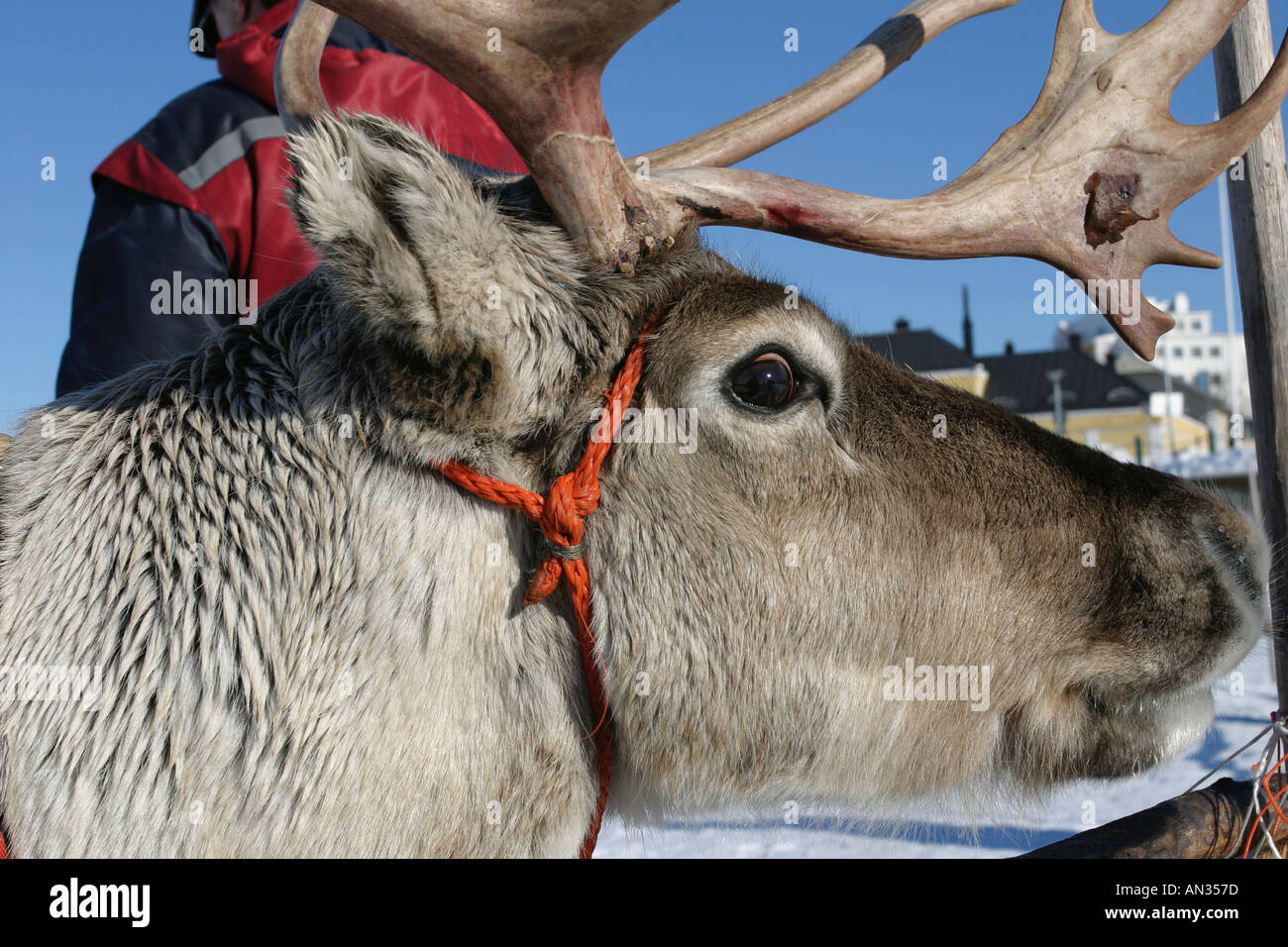 Tamed reindeer hi-res stock photography and images - Alamy
