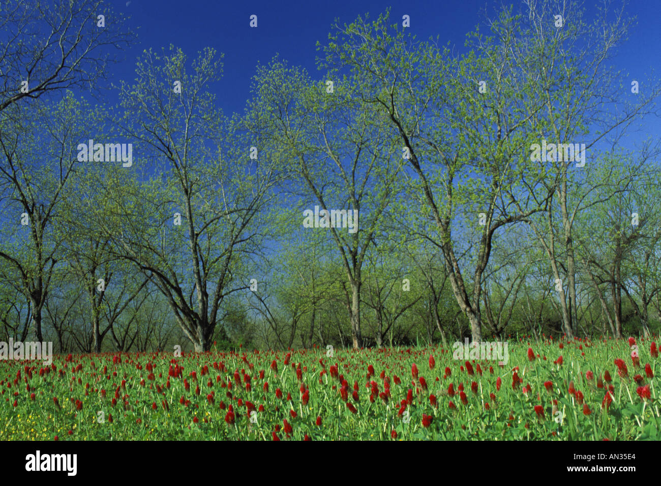 Spring Pecan trees and blooming crimson Clover in a spring field in ...