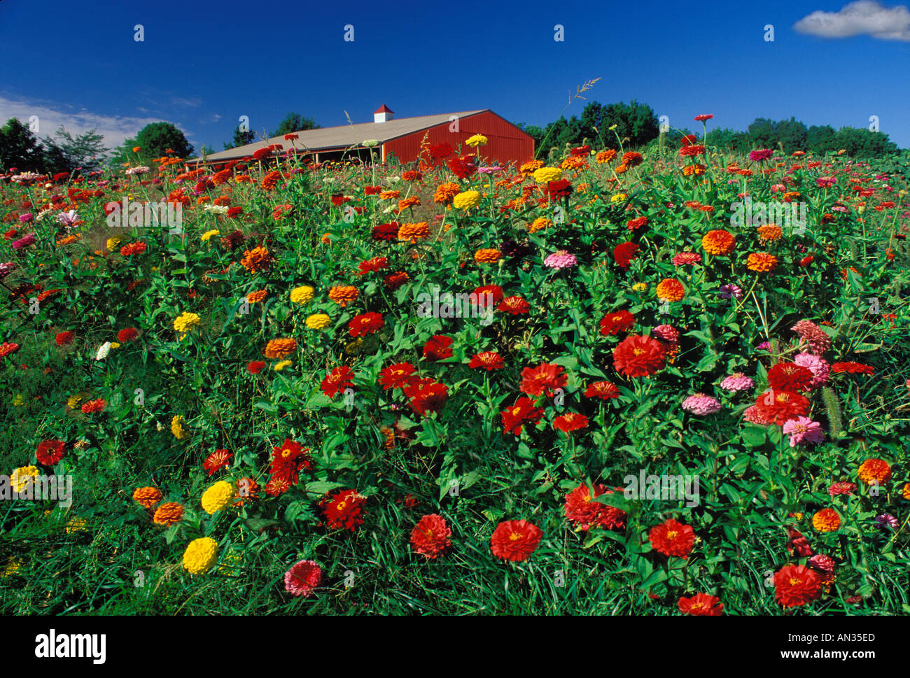 Lovely farm: A red pole barn surrounded by a field of multi-colored ...