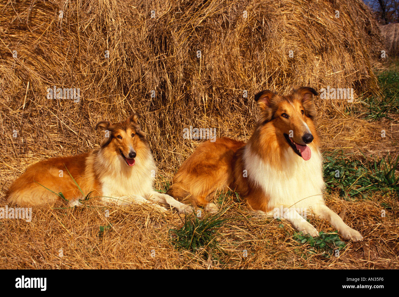 Large breed dogs hi-res stock photography and images - Alamy