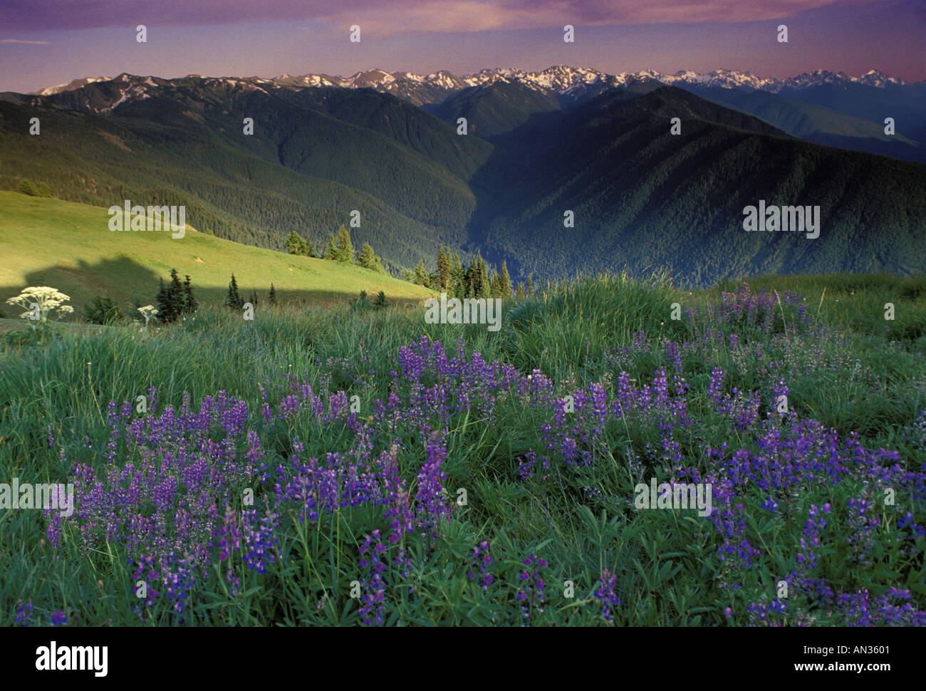 Purple mountains majesty: Olympic mountains and wild lupines in late ...