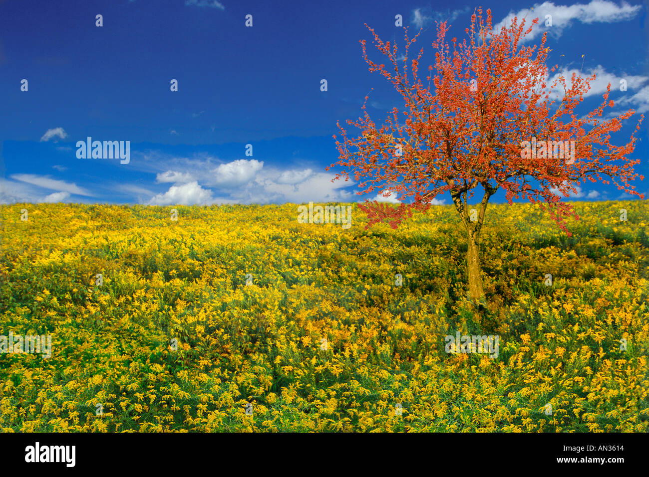Field of wild goldenrod with red berried crabapple tree (Malus ...