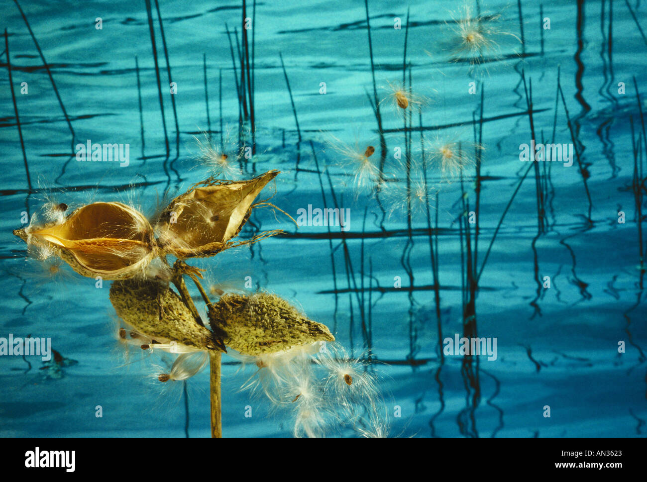 Milkweed seeds flying hi-res stock photography and images - Alamy