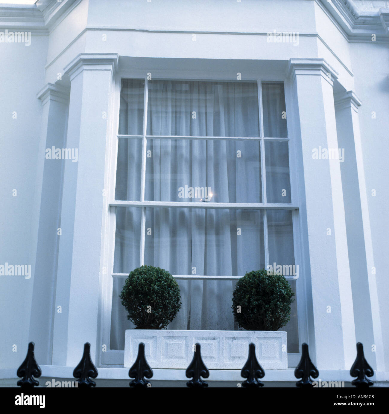 Close-up of clipped box in white window-box on sill of sash window of ...