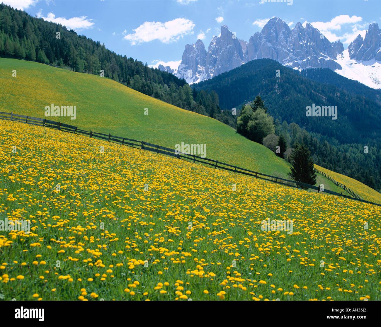 Dolomites Mountains & Wild Yellow Flowers, Villnoss / Val di Funes ...