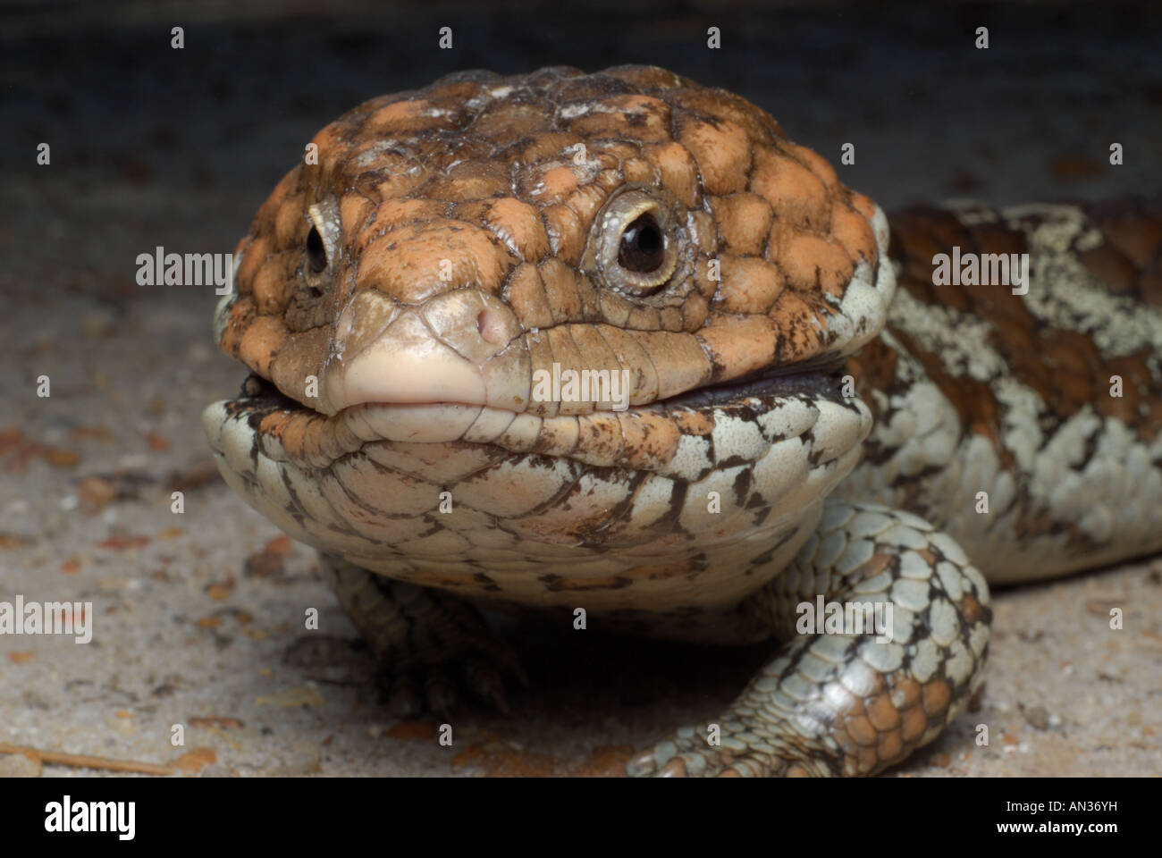 A Bobtail Goanna Stock Photo - Alamy