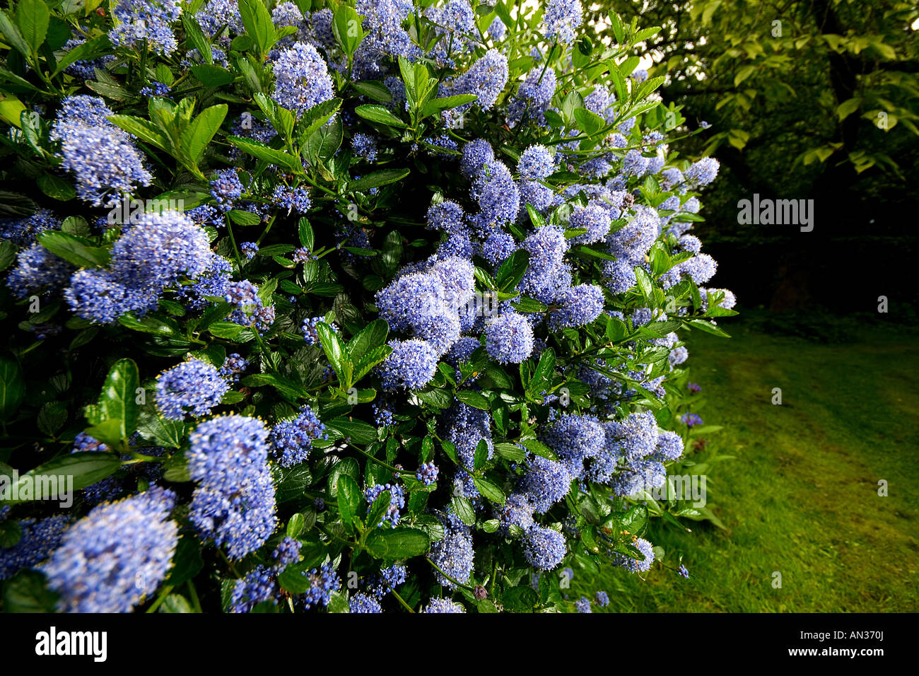 Ceanothus blue flower hi-res stock photography and images - Alamy