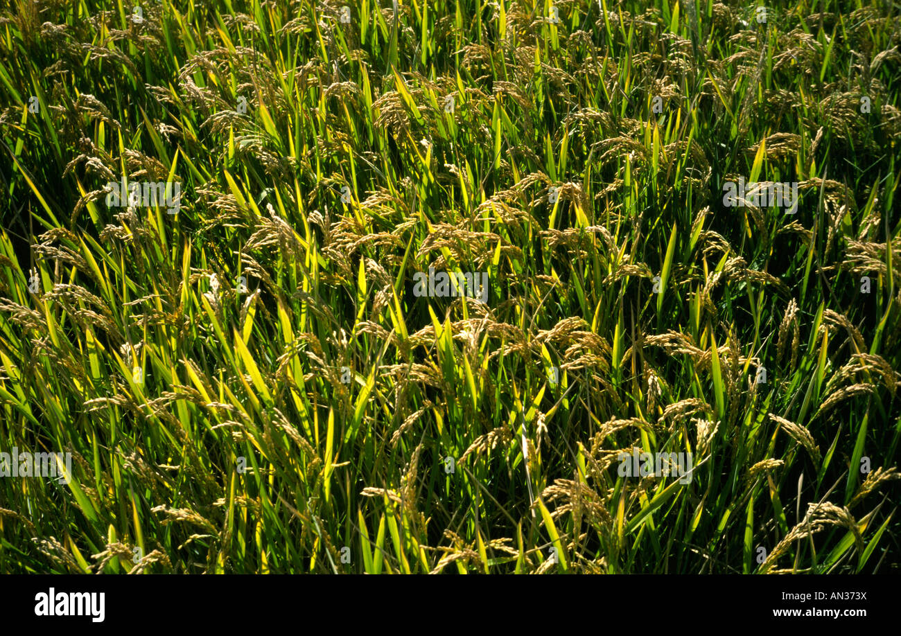 Detail of a rice field. Comporta. Portugal Stock Photo - Alamy