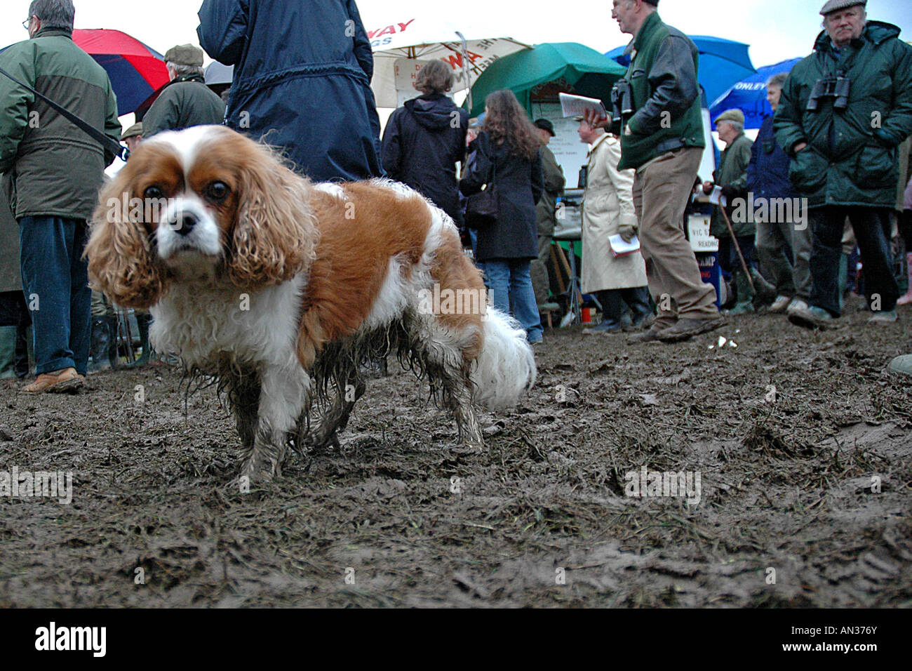 pic martin phelps 14 01 06 barbury castle point to point non runner ...