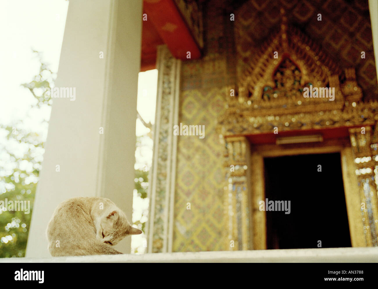 temple cat grooming Stock Photo - Alamy